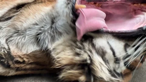 Tiger Face M Stock Videos – Royalty-Free HD & 4K Videos | Pond5