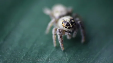 Jumping Spider Cute Stock Videos – Royalty-Free HD & 4K Videos | Page 5