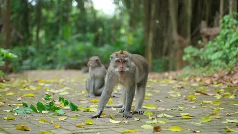 Portrait of two cute monkeys on branch l... | Stock Video | Pond5