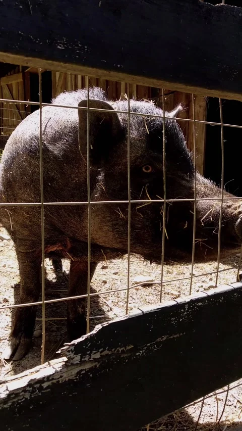 Dirtypig Video Stock Videos – Royalty-Free HD & 4K Videos | Pond5