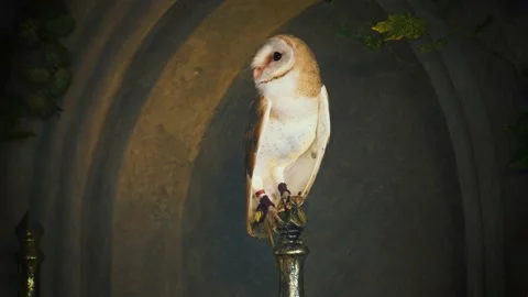 White Owl Stock Videos – Royalty-Free HD & 4K Videos | Page 2