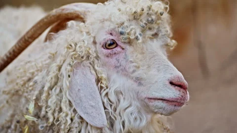 Portrait of white curly goat with horns.... | Stock Video | Pond5