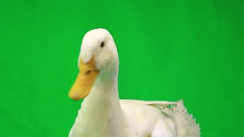portrait white duck on a green screen, s... | Stock Video | Pond5