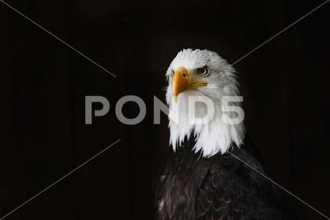 Photograph: Portrait of white-headed fish eagle - American national ...