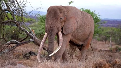 portrait of a wild african elephant walk... | Stock Video | Pond5