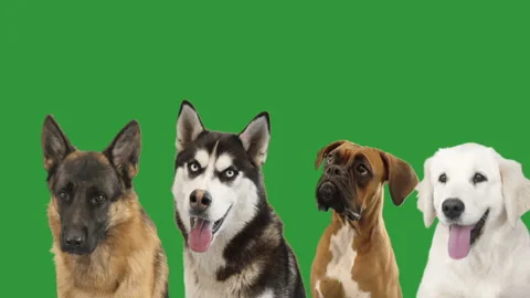 portraits of dogs on a green screen | Stock Video | Pond5
