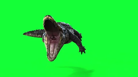 Alligator Green Screen Stock Videos – Royalty-Free HD & 4K Videos | Pond5