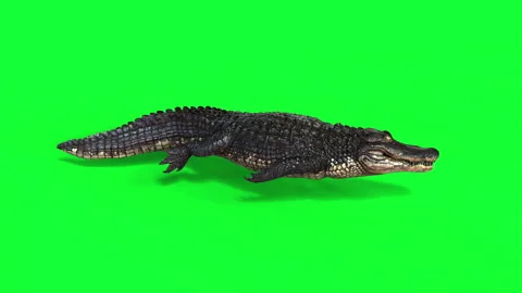 Pose of Alligator animation on green scr... | Stock Video | Pond5