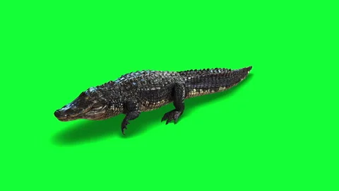 Pose of Alligator animation on green scr... | Stock Video | Pond5