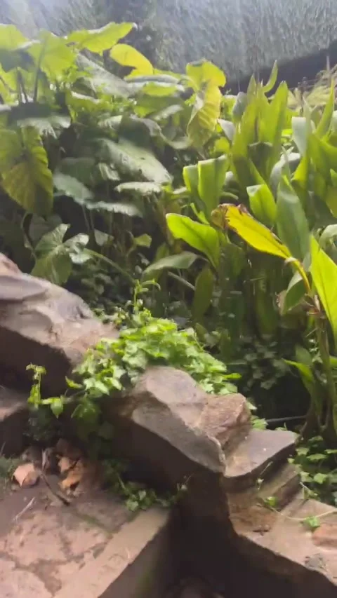 A Possum Appearing Out Of Nowhere, Umphe... | Stock Video | Pond5