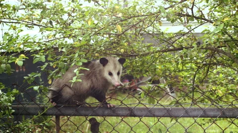 Possum Stock Videos – Royalty-Free HD & 4K Videos | Pond5