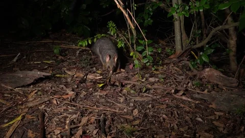 Possum Joey run on piggyback to mother's... | Stock Video | Pond5