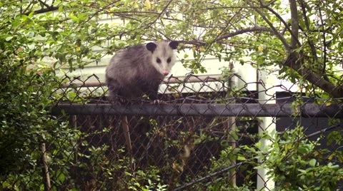 Possum Pest Stock Footage ~ Royalty Free Stock Videos | Pond5