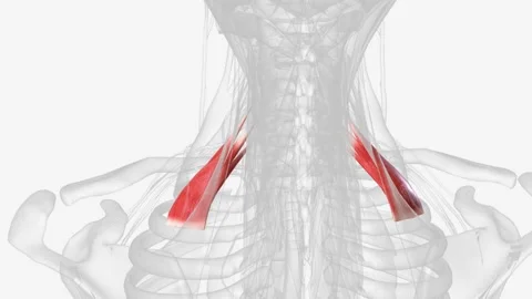 Posterior scalene is a lateral muscle on... | Stock Video | Pond5