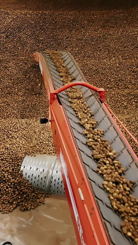 Potato L Stock Videos – Royalty-Free HD & 4K Videos