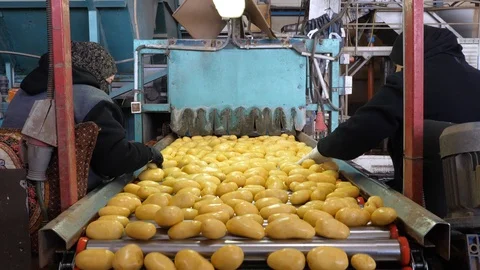 Potato manual sorting station. | Stock Video | Pond5
