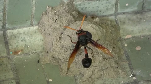 Potter Sequence Stock Videos – Royalty-Free HD & 4K Videos