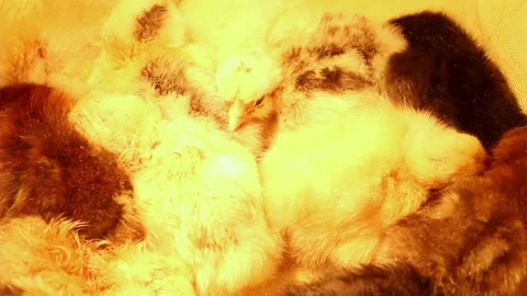 Vaccination For Chicken Stock Videos – Royalty-Free HD & 4K Videos | Pond5