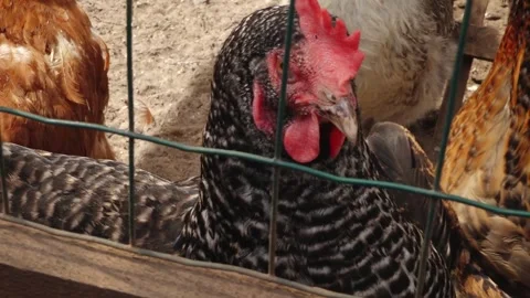 Poultry in cages looking at the camera. ... | Stock Video | Pond5
