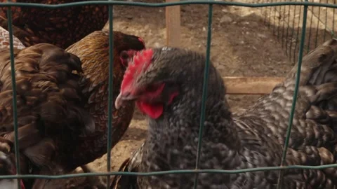 Poultry in cages looking at the camera. ... | Stock Video | Pond5