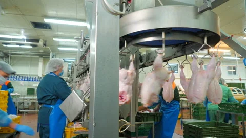 Poultry farm. Chicken meat processing co... | Stock Video | Pond5