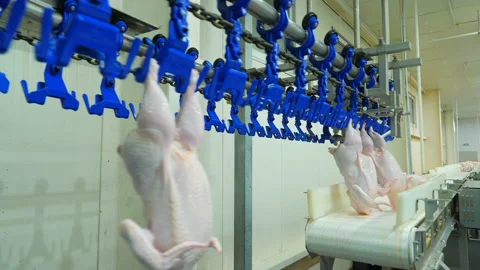 Poultry farm. Chicken meat processing co... | Stock Video | Pond5