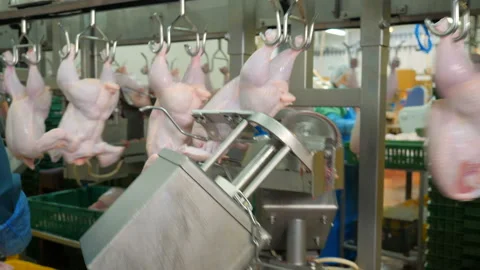 Poultry farm. Chicken meat processing co... | Stock Video | Pond5