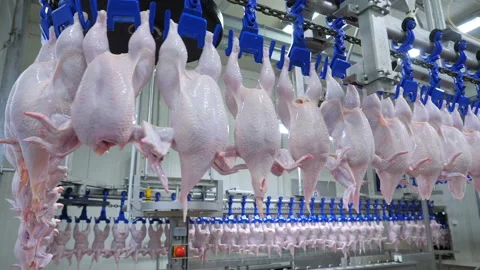 Poultry farm. Chicken meat processing co... | Stock Video | Pond5
