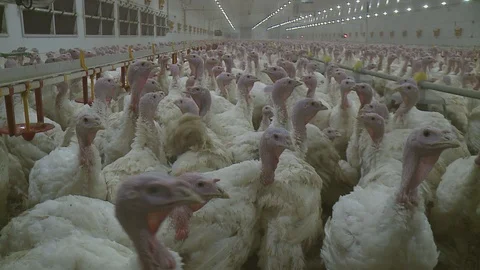 Broiler Stock Footage ~ Royalty Free Stock Videos | Pond5