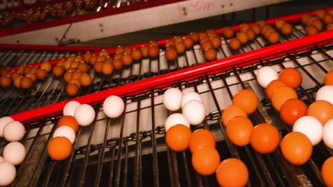 The poultry farm produces chicken eggs. | Stock Video | Pond5