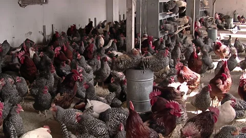 Poultry Farming, Chicken Farm in Tandil,... | Stock Video | Pond5