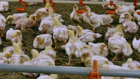 Poultry Raising Stock Video Footage | Royalty Free Poultry Raising ...