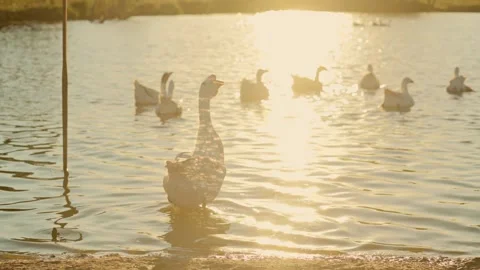 poultry, white geese on a farm at sunset... | Stock Video | Pond5