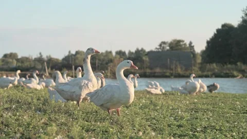 poultry, white geese on a farm at sunset... | Stock Video | Pond5