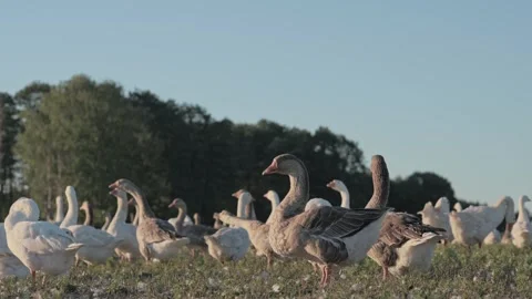 poultry, white geese on a farm at sunset... | Stock Video | Pond5