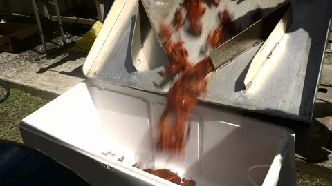 Pouring Boiled Crawfish Into Ice Chest | Stock Video | Pond5