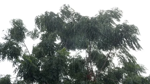 pouring rain with tree in the background | Stock Video | Pond5
