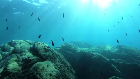 Amazing Underwater Photography Stock Videos – Royalty-Free HD & 4K ...