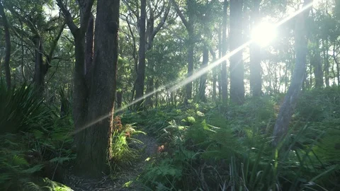 Forest Pov Stock Video Footage | Royalty Free Forest Pov Videos | Pond5