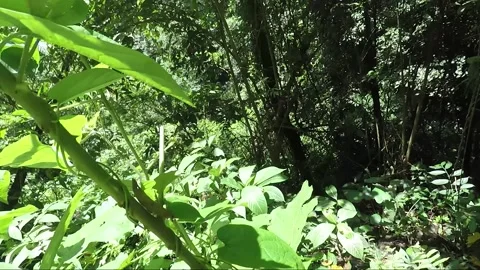 Descend Sounds A Stock Videos – Royalty-Free HD & 4K Videos | Pond5