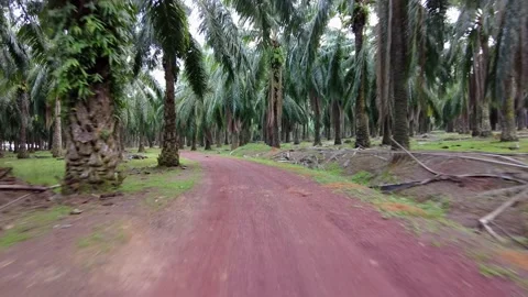 POV move at red soil path in oil palm pl... | Stock Video | Pond5