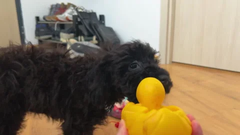 Playing At Duck Stock Videos – Royalty-Free HD & 4K Videos