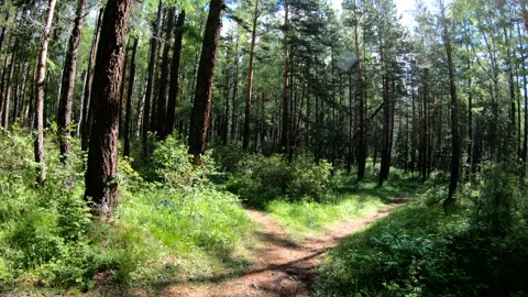 Forest Pov Stock Videos – Royalty-Free HD & 4K Videos