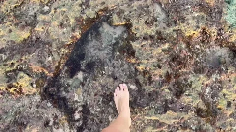 Feet On Live Stock Videos – Royalty-Free HD & 4K Videos