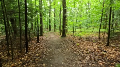 Dog Walking{ Stock Videos – Royalty-Free HD & 4K Videos | Pond5