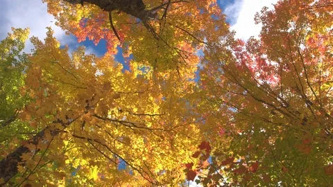 POV: Walking under tall colorful fall fo... | Stock Video | Pond5
