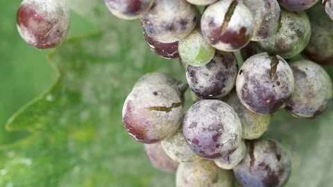 Powdery Mildew Stock Video Footage | Royalty Free Powdery Mildew Videos | Pond5