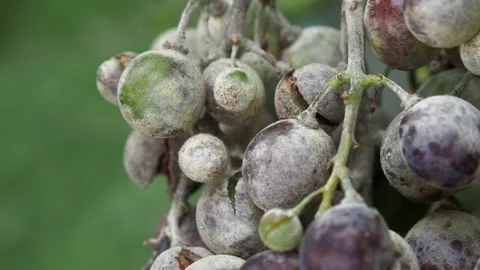 Powdery Mildew Stock Video Footage | Royalty Free Powdery Mildew Videos | Pond5