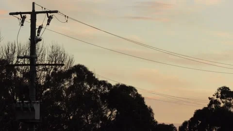 Power lines with gum trees during sunset... | Stock Video | Pond5
