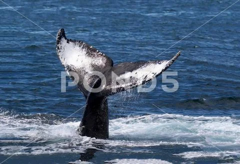 The powerful tail of a humpback whale hides in the water, leaving ...